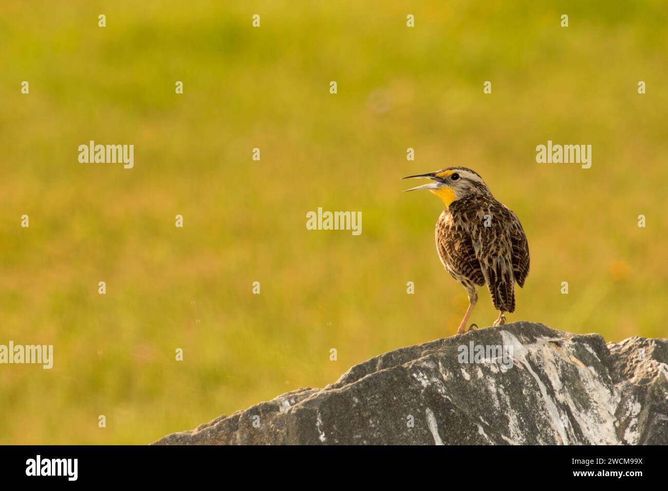 Meadowlark, Wind Wolves Preserve, California Stock Photo - Alamy
