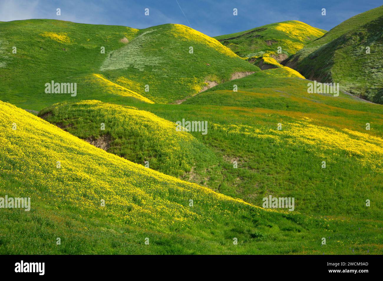San Emigdio Mountains slope, Wind Wolves Preserve, California Stock ...