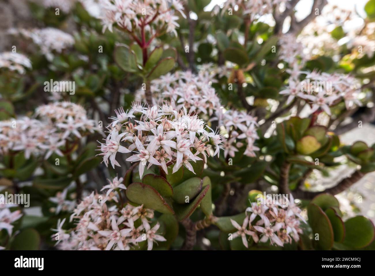 blühender Geldbaum (Crassula ovata), auch Pfennigbaum im Blumentopf ...