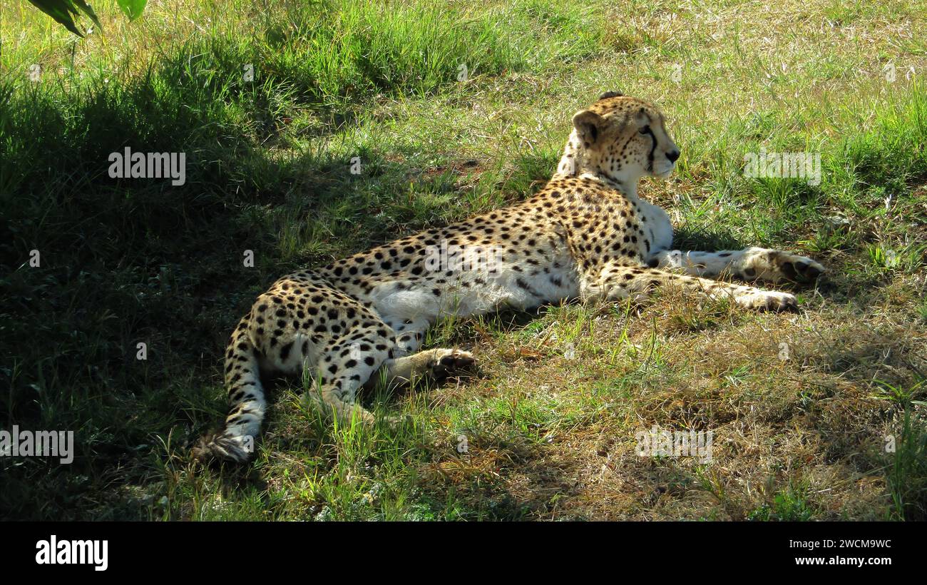 An exquisite capture of a majestic cheetah basking in the warm sunlight ...