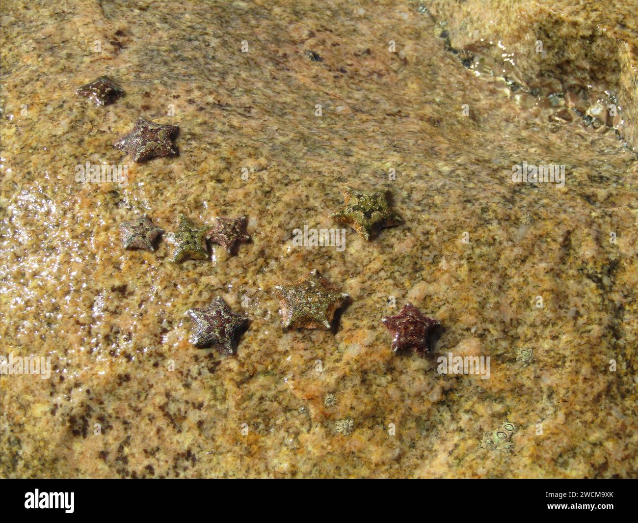 A textured rock with embedded elements on its surface Stock Photo - Alamy