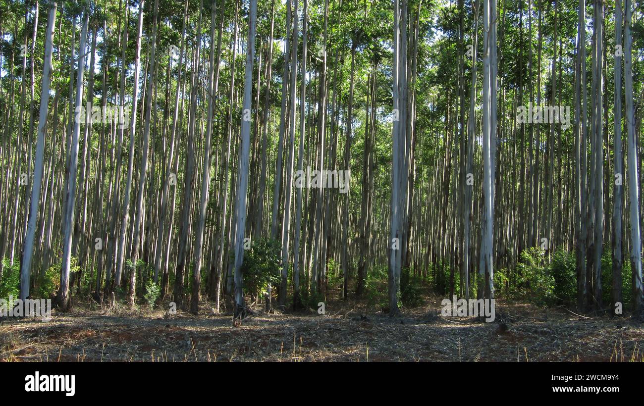 Amidst slender bamboo hi-res stock photography and images - Alamy