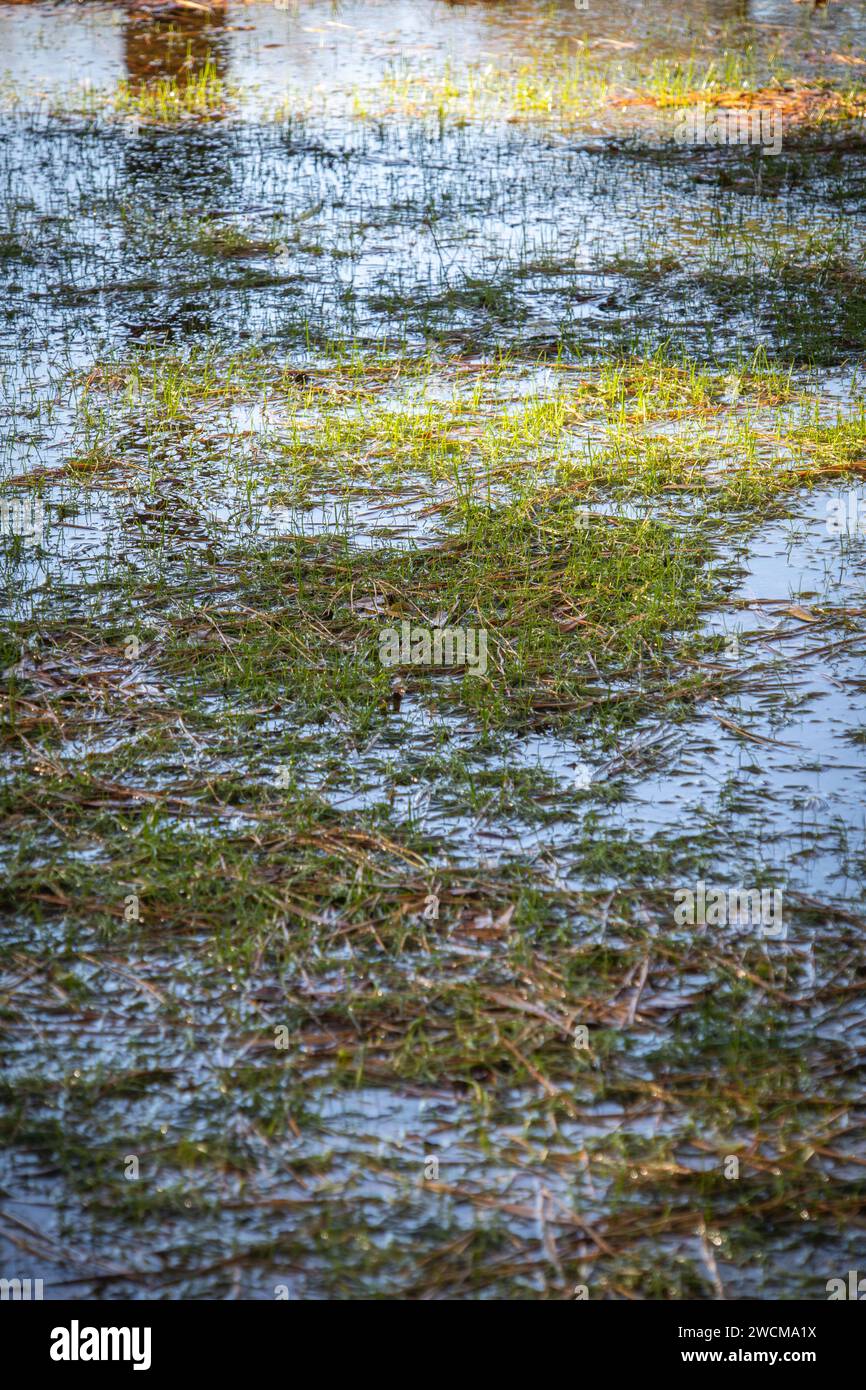 Grass Field Flooded with Water, Swamp Background Texture Stock Photo ...