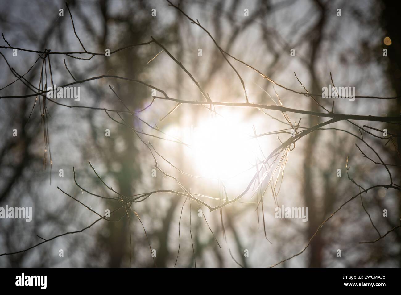 Flares through tree hi-res stock photography and images - Alamy
