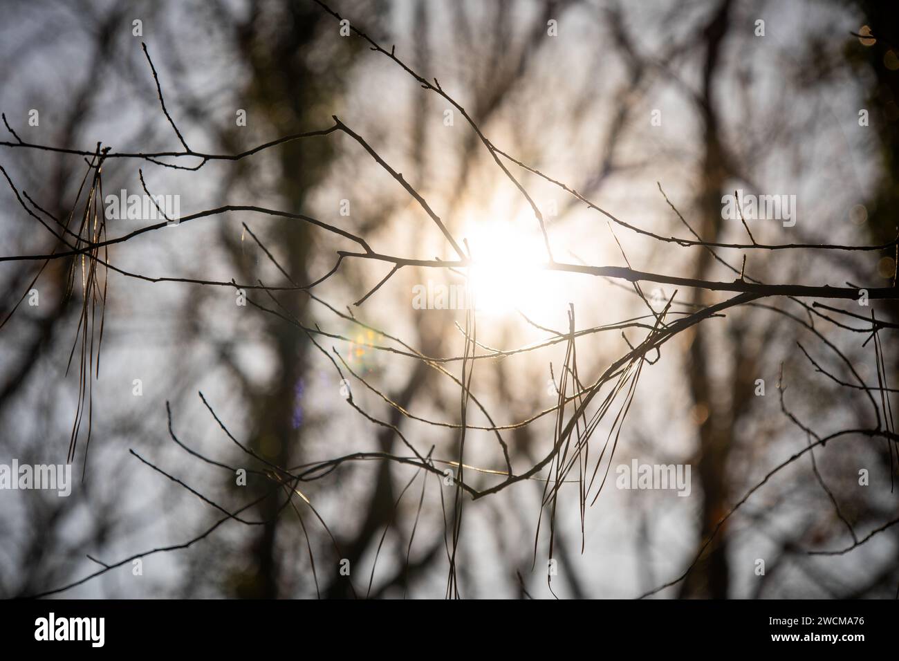 Flares through tree hi-res stock photography and images - Alamy