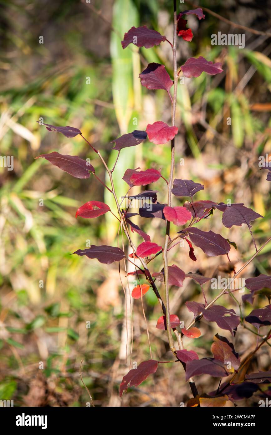Maroon leaves hi-res stock photography and images - Alamy