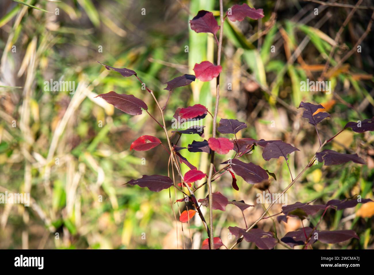 Small Plant with Maroon Leaves in Bright Sunlight Stock Photo - Alamy