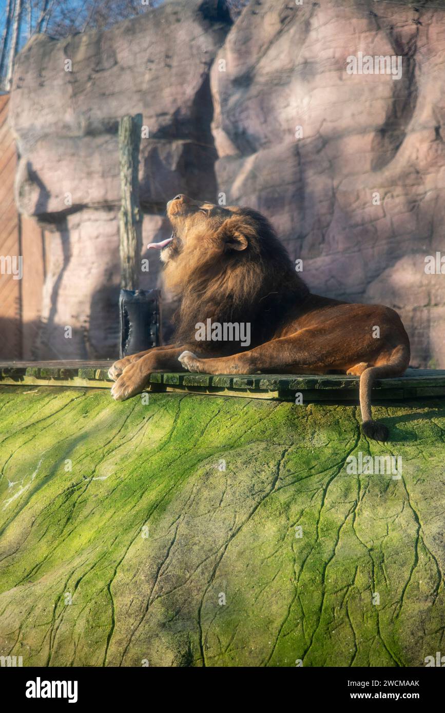 A majestic Lion at Colchester Zoo Stock Photo - Alamy