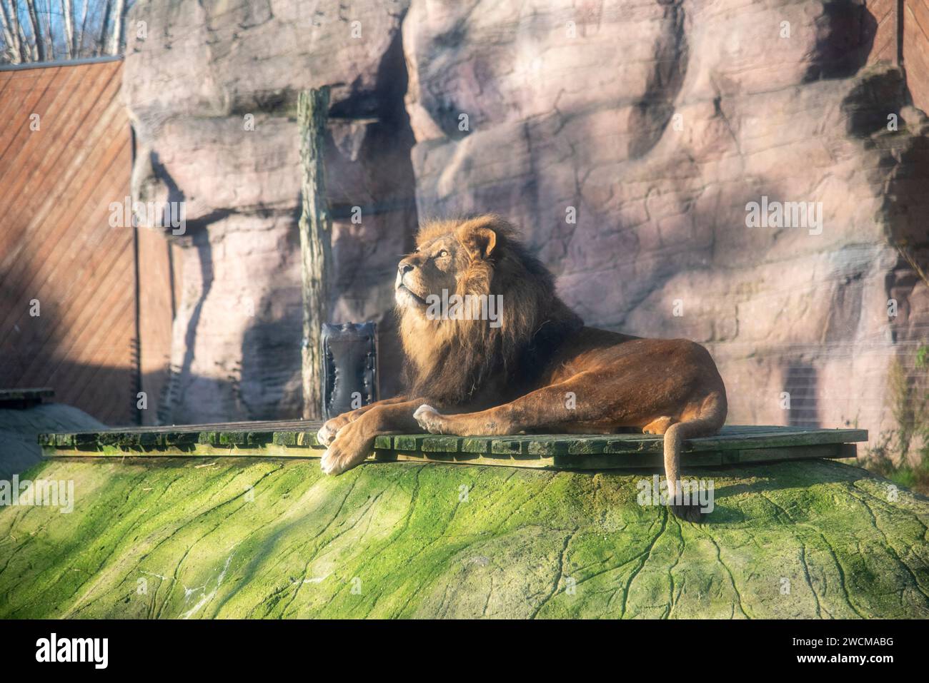 A majestic Lion at Colchester Zoo Stock Photo - Alamy