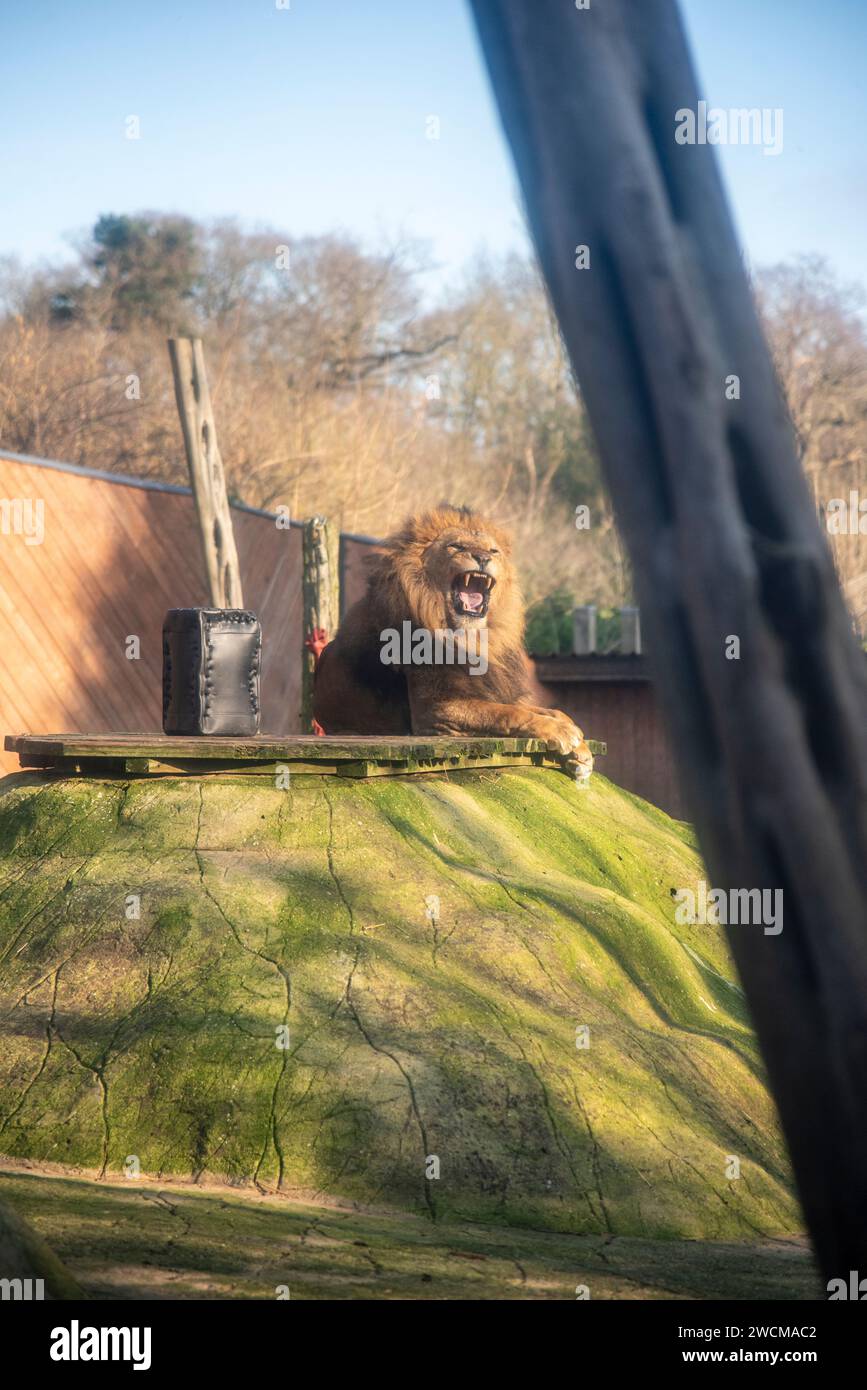 A majestic Lion at Colchester Zoo Stock Photo - Alamy