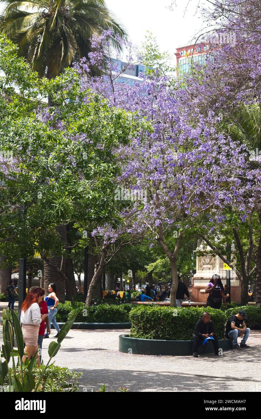 Santiago, Chile. 21st November 2023. Purple Jacaranda trees on The ...