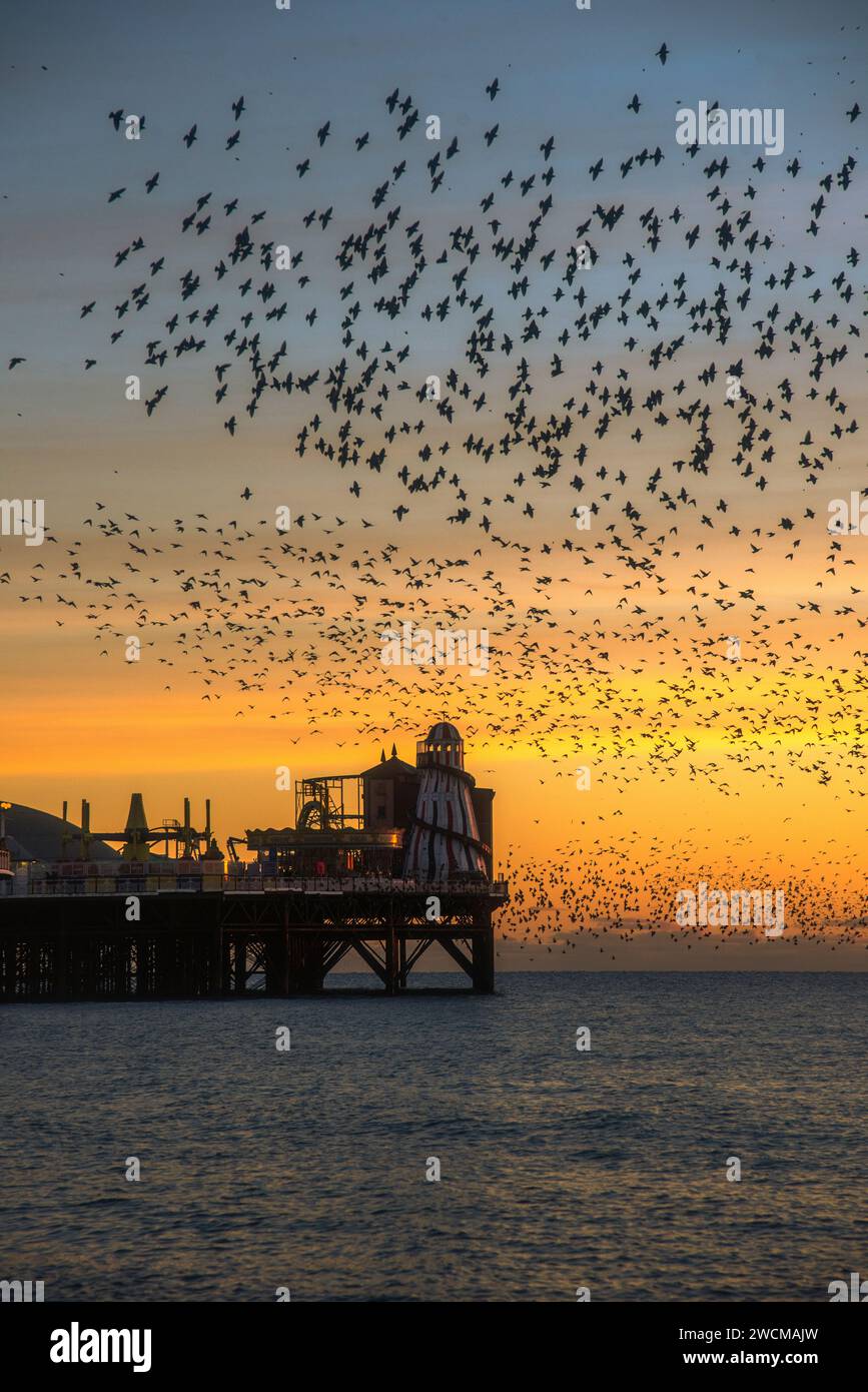 Spectacular murmuration starlings over hi-res stock photography and ...