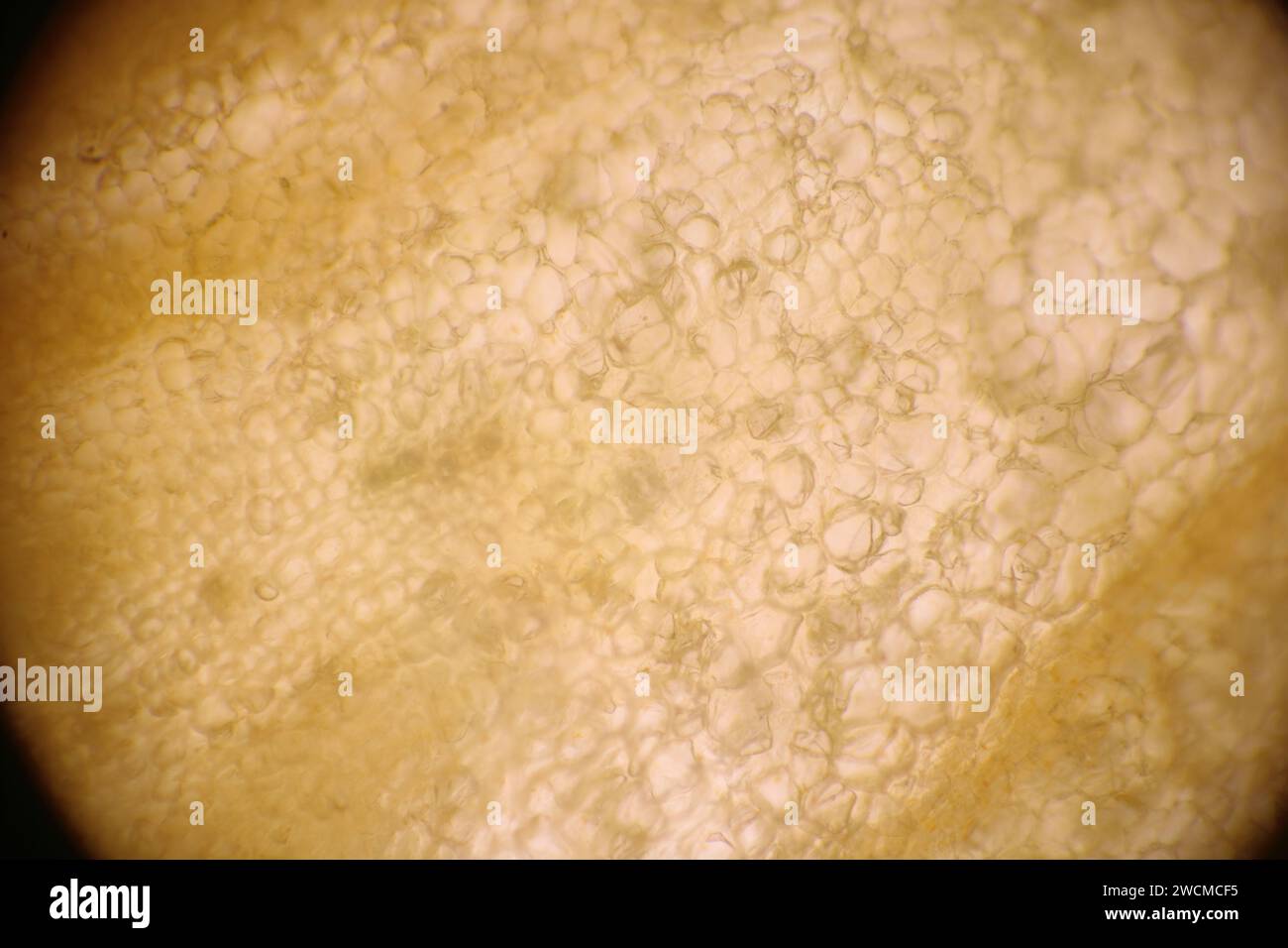 Plant root cells hi-res stock photography and images - Alamy