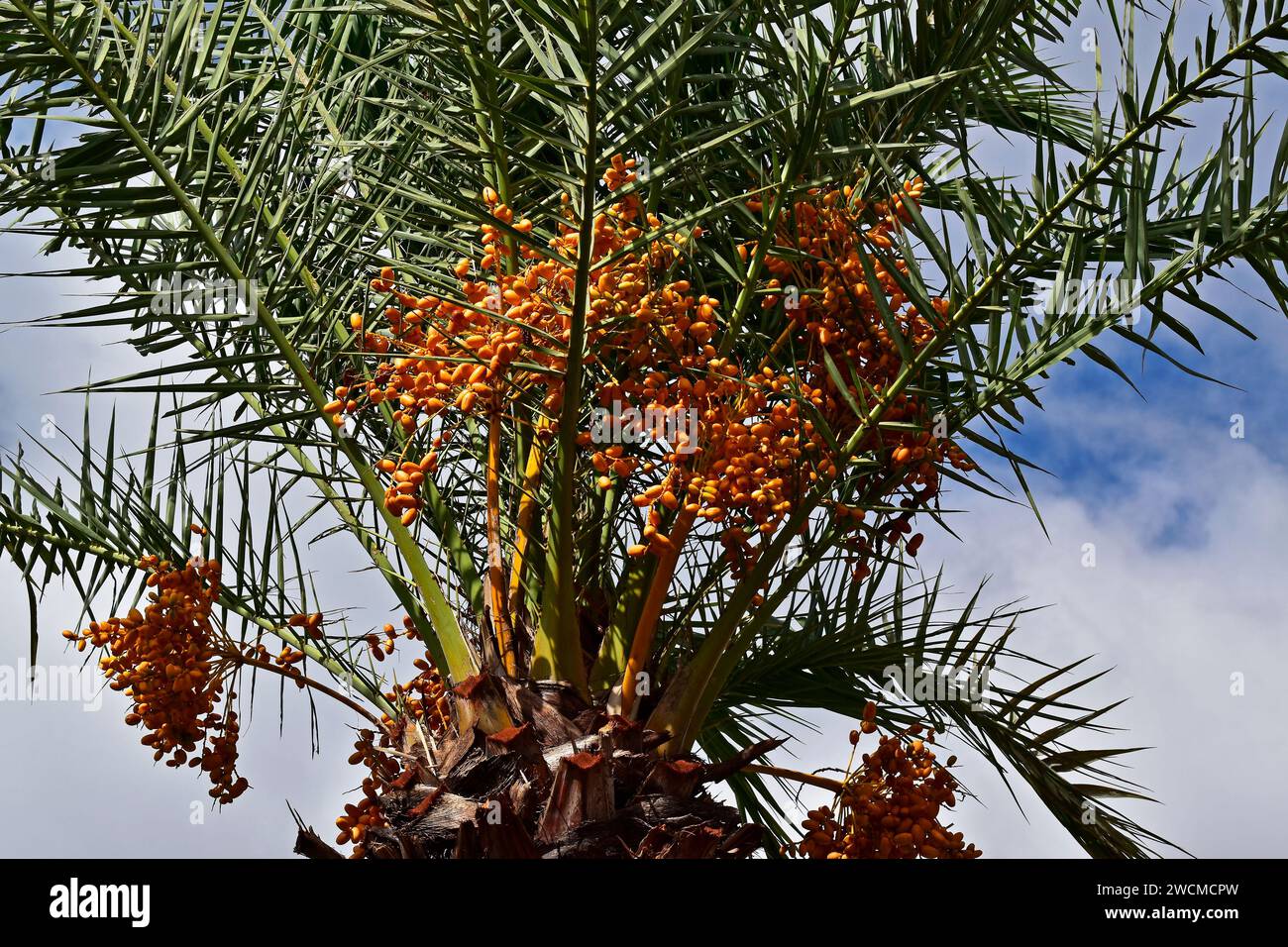 Date fruits in palm tree, Brazil Stock Photo - Alamy