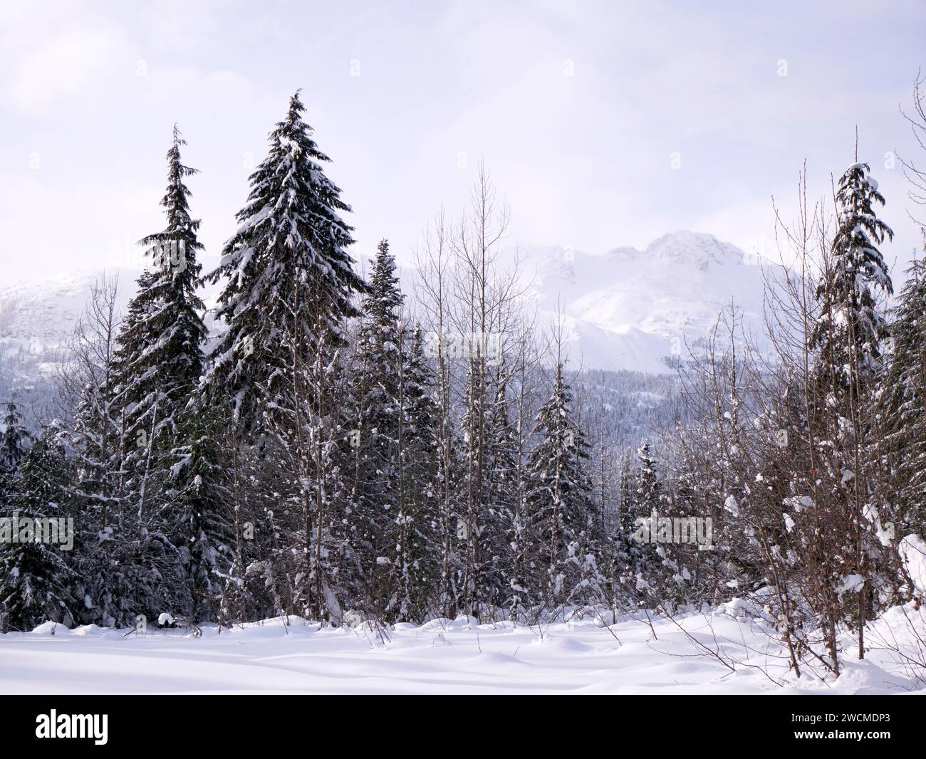 Backcountry view of Brandywine Mountain from Callaghan Country ...