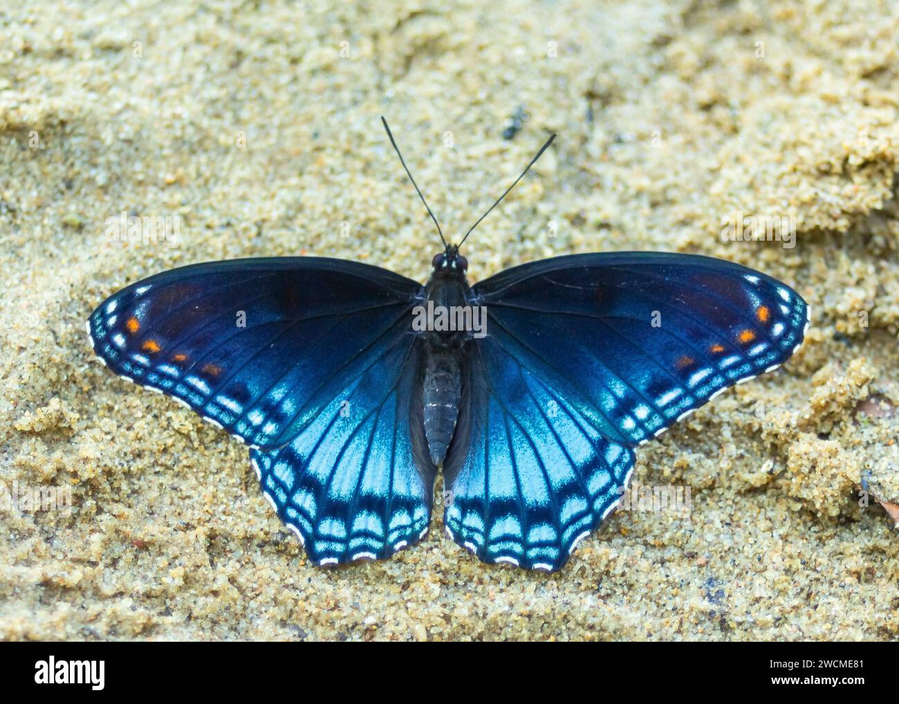 Blue swallowtail hi-res stock photography and images - Alamy