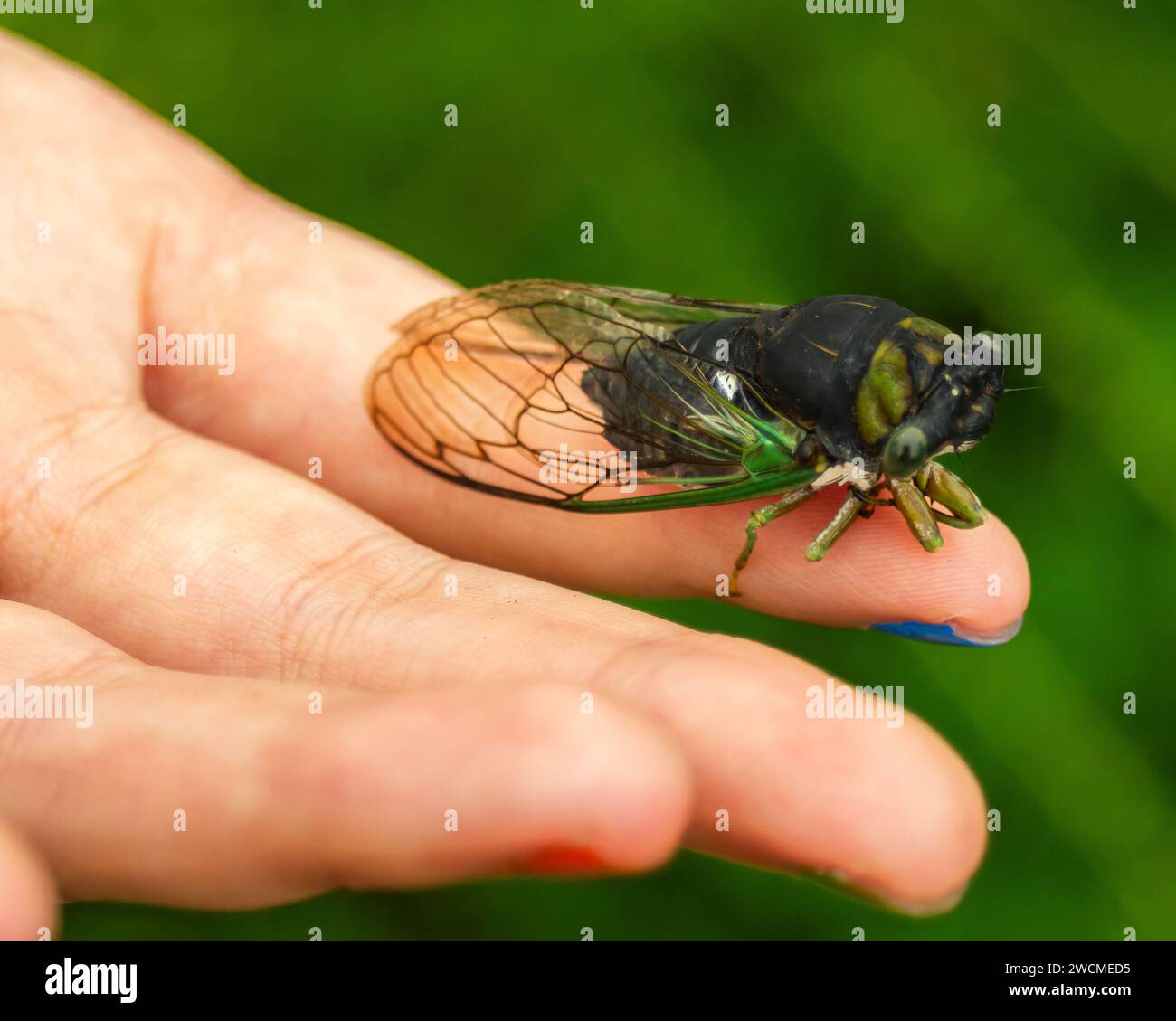 Cicada hand wing hi-res stock photography and images - Alamy