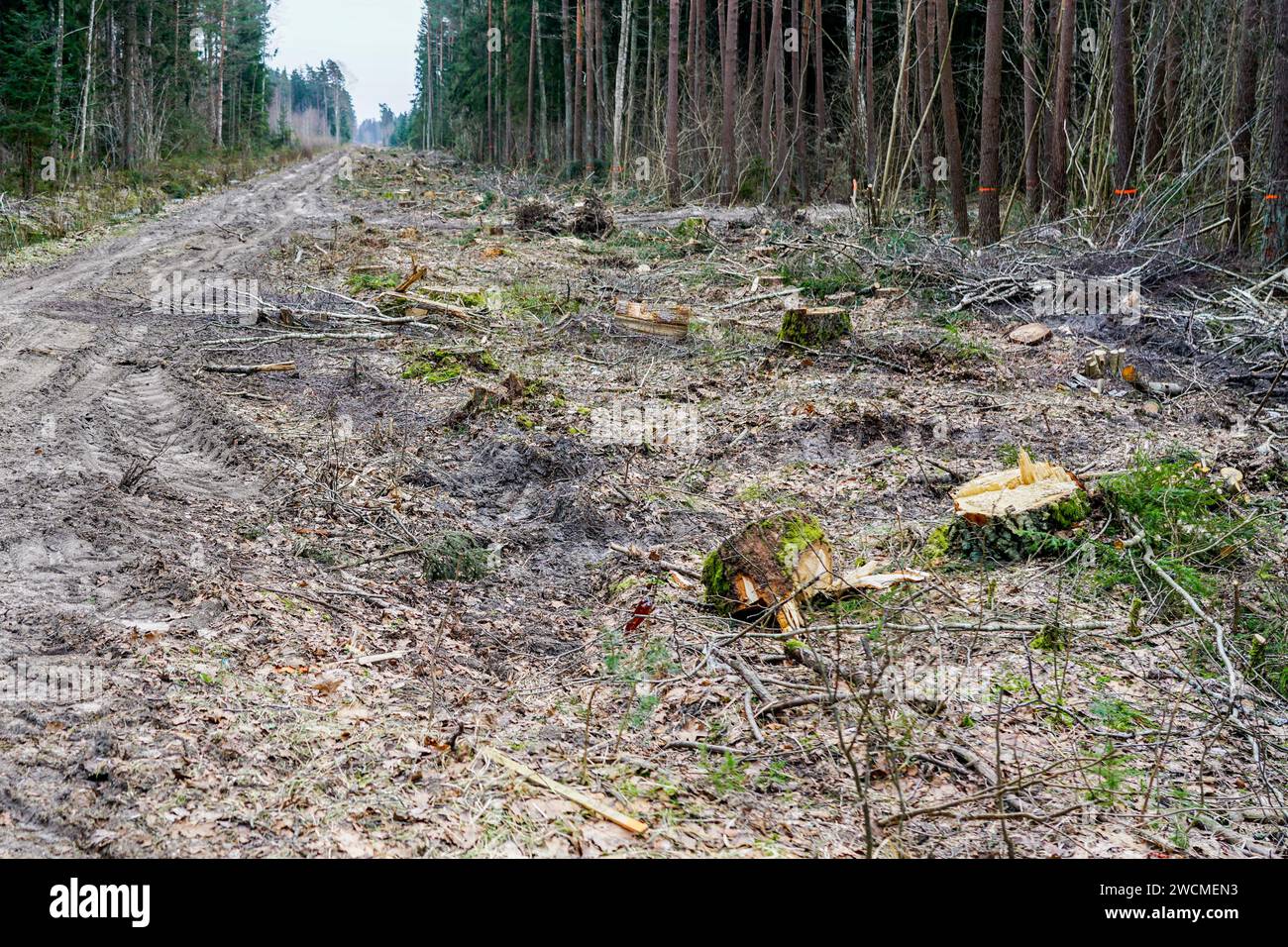 Construction of a new road and new powerline through the forest by ...