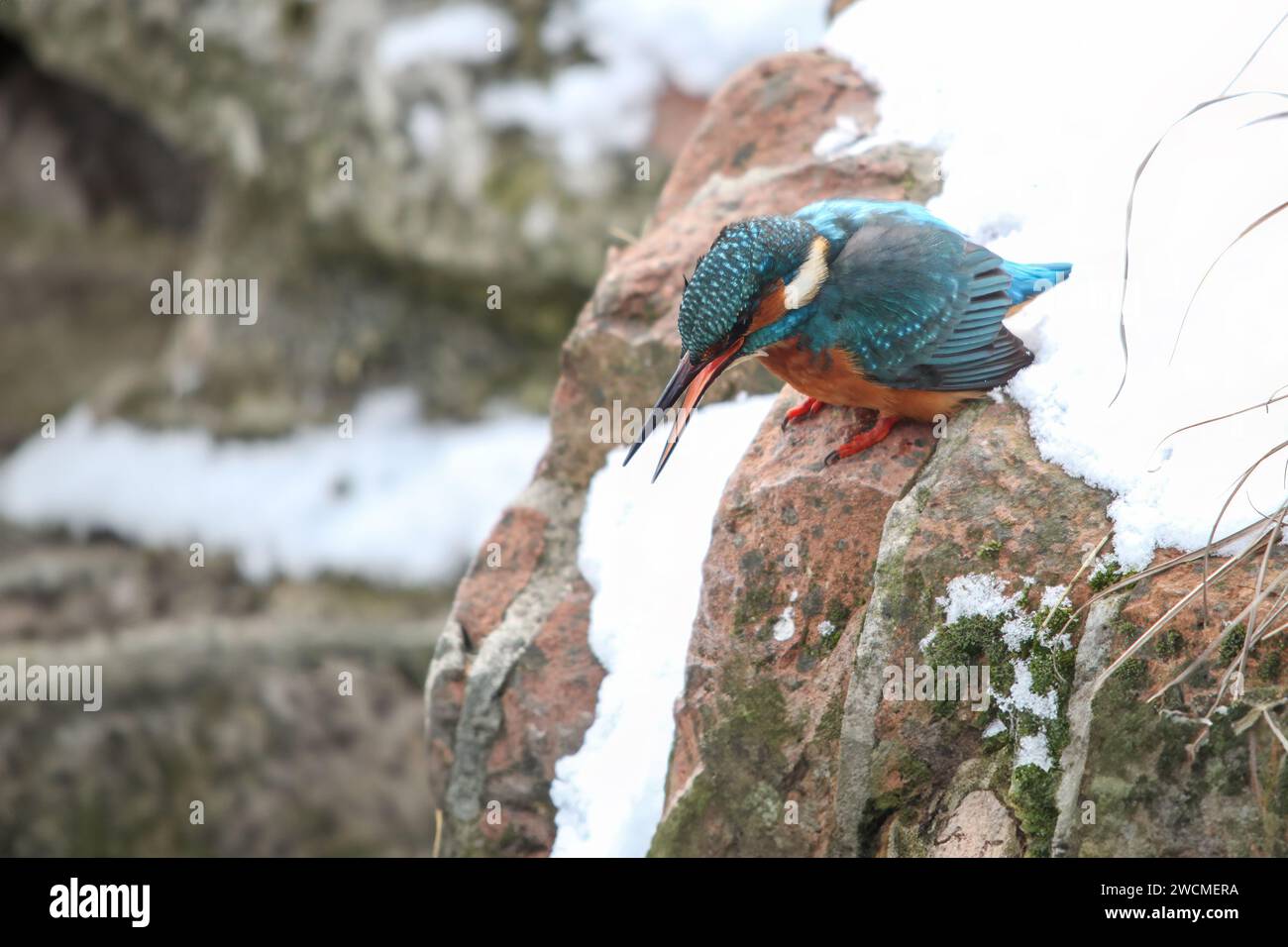 Kingfisher point hi-res stock photography and images - Alamy