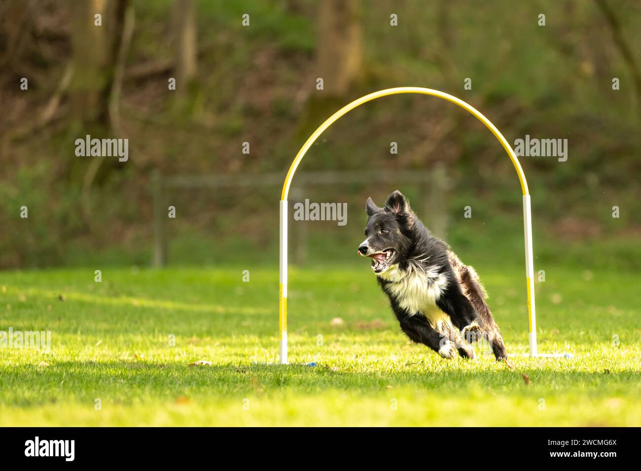Border Collie dog is running through an arc in Hoopers course Stock ...