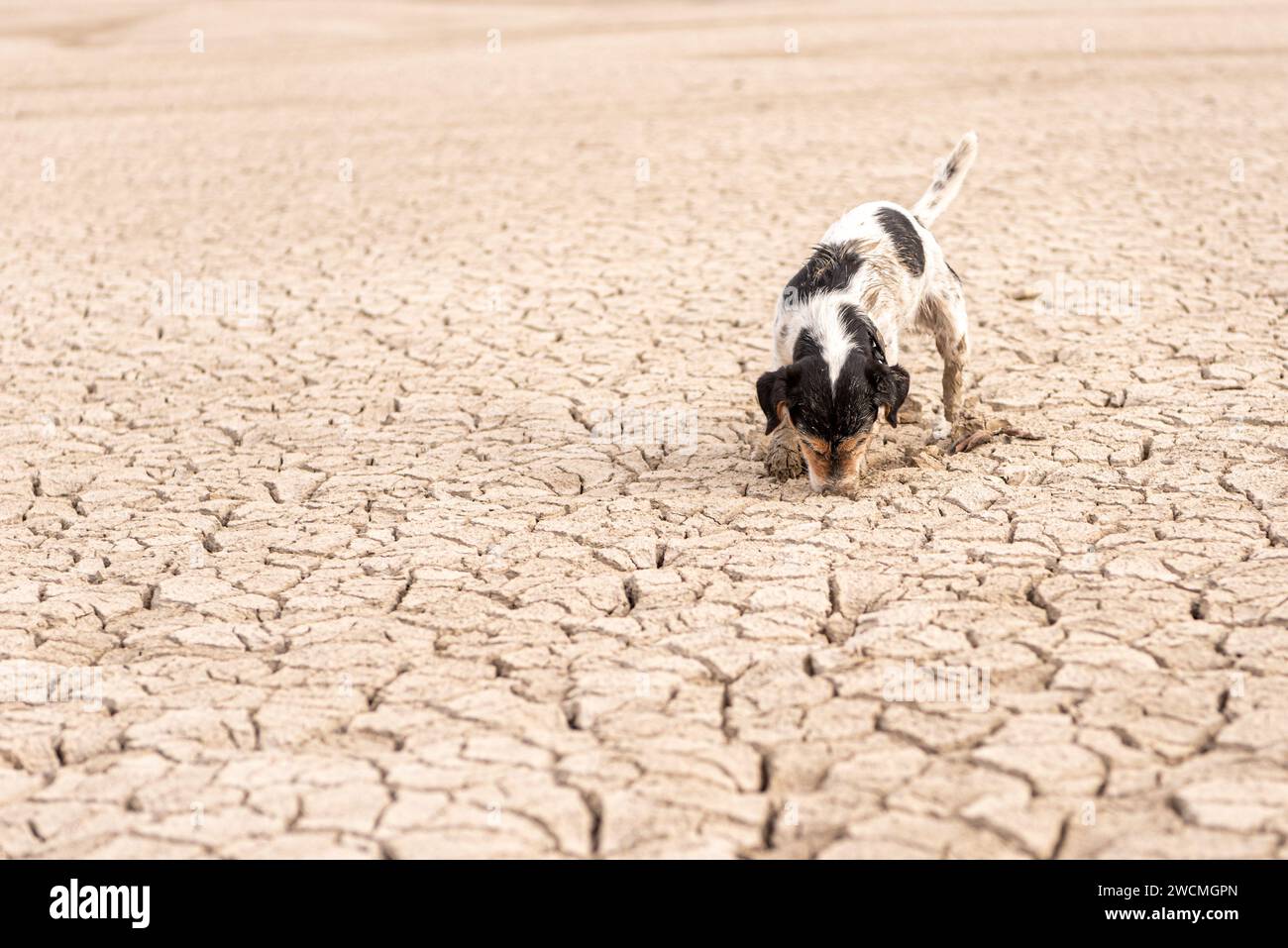 little Jack Russell Terrier dog is digging on sandy cracked ground ...