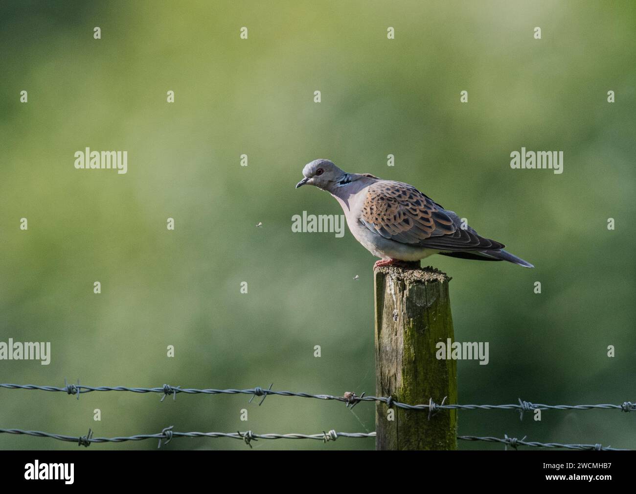 Gentle dove hi-res stock photography and images - Alamy