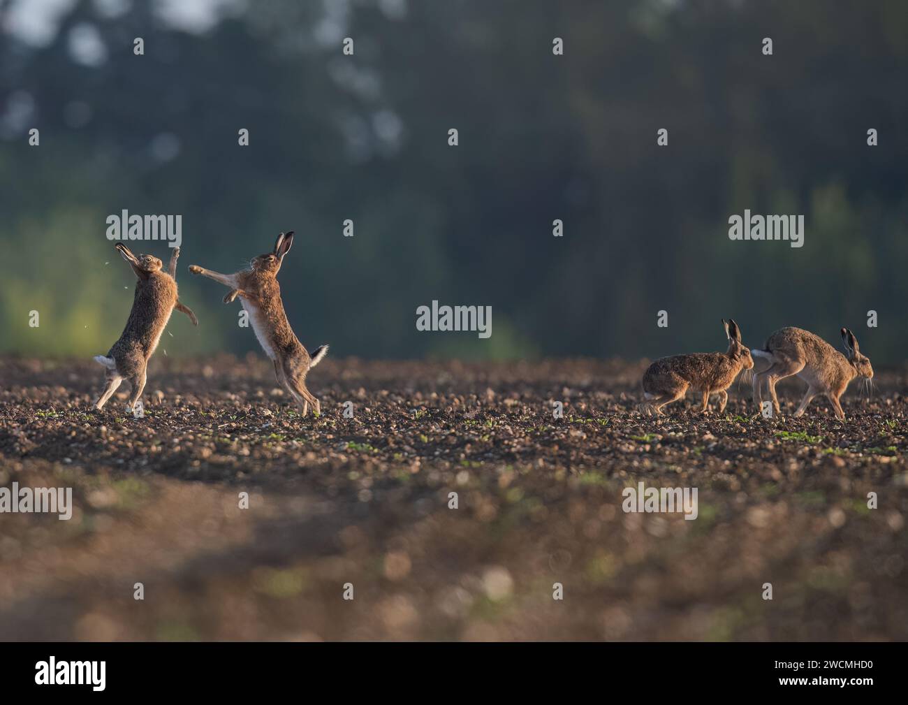 Four Wild Brown Hares( Lepus europaeus) in the golden light of sunrise ...