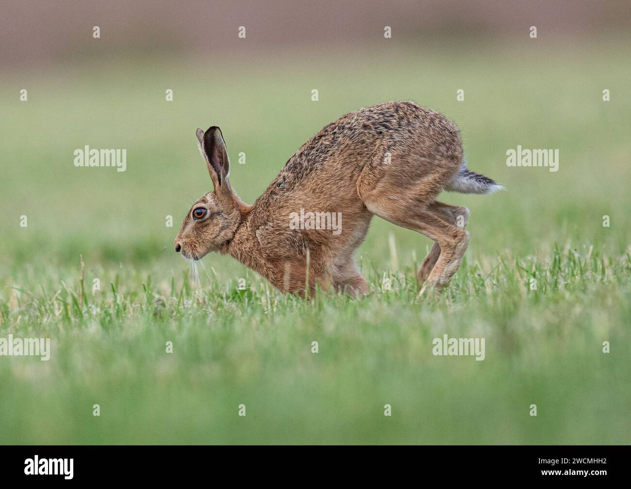 A Brown Hare ( Lepus europaeus) accelerating across the farmers crop ...