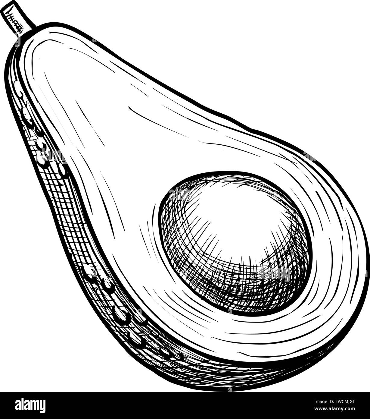 Avocado vector illustration. Hand drawn linear drawing on isolated ...