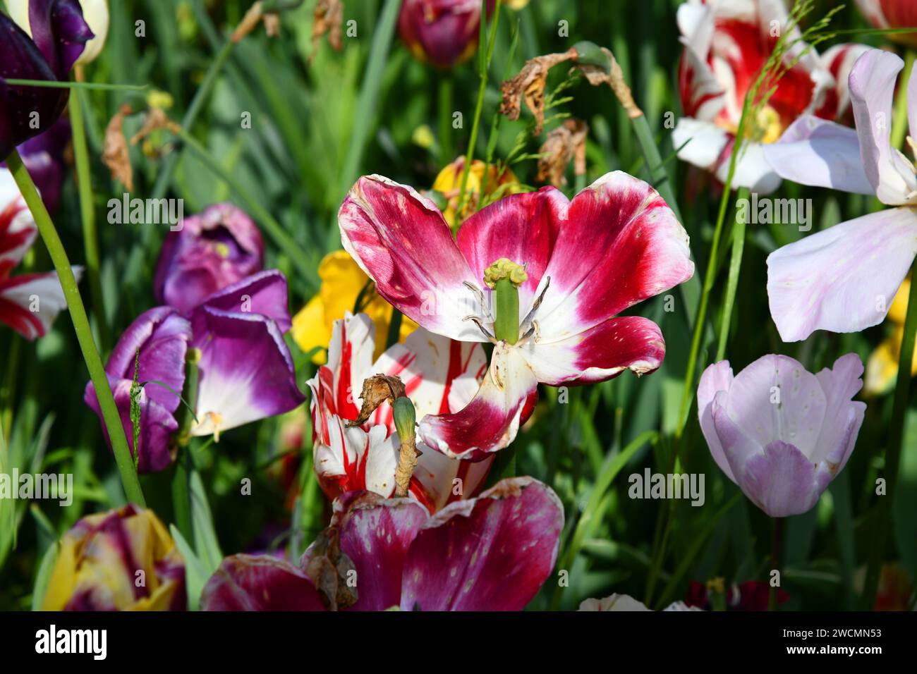 Dead tulips hi-res stock photography and images - Alamy