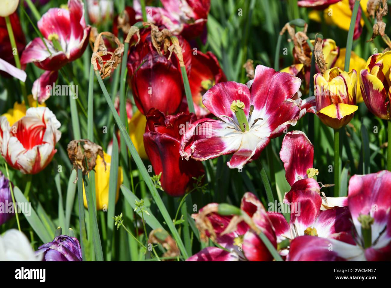 End of spring hi-res stock photography and images - Alamy