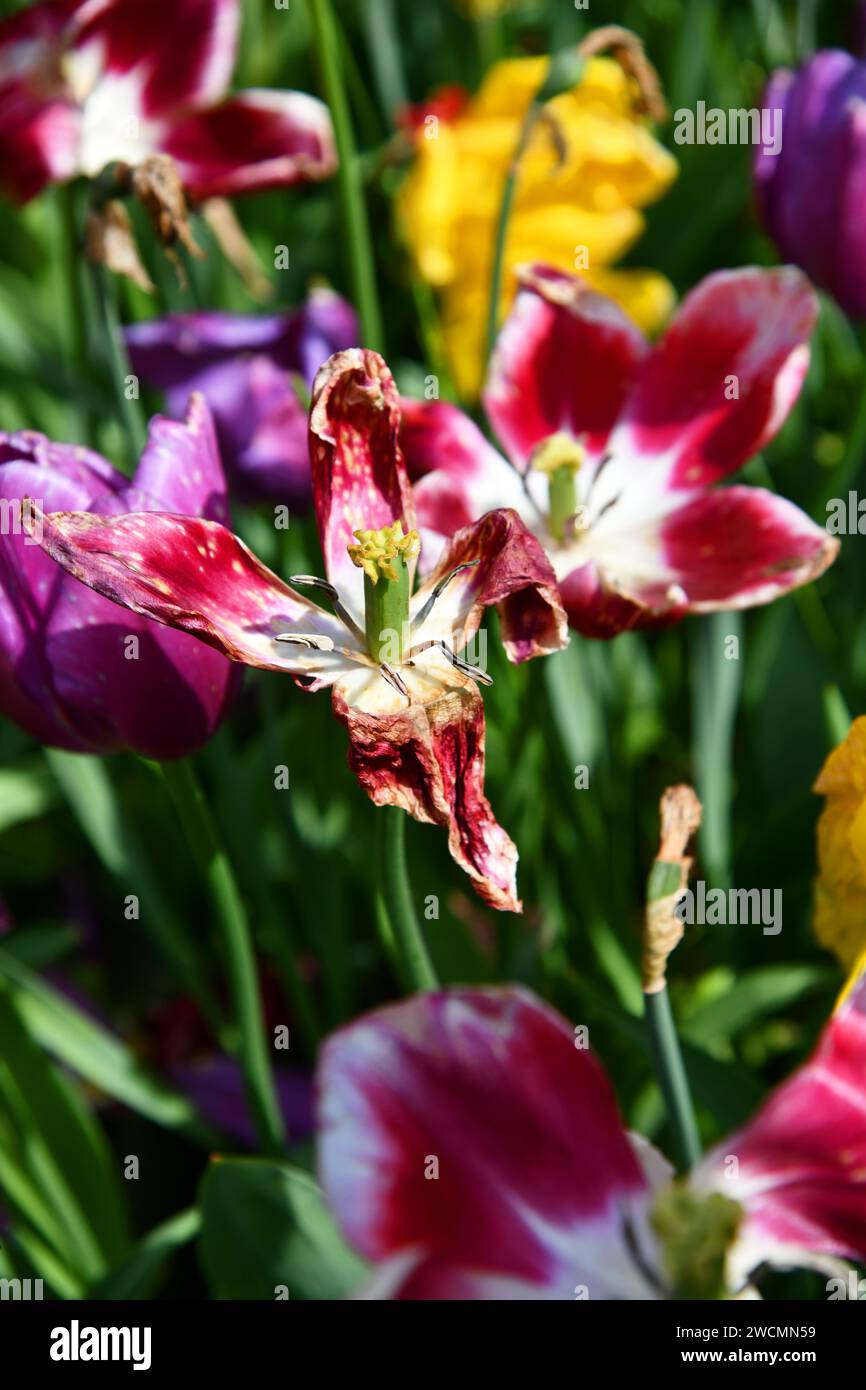 Dead tulips hi-res stock photography and images - Alamy