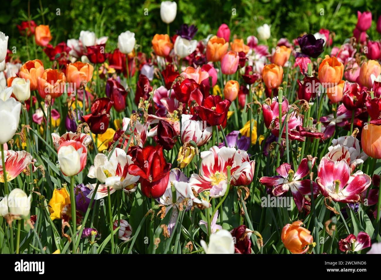dead tulips at the end of spring Stock Photo - Alamy
