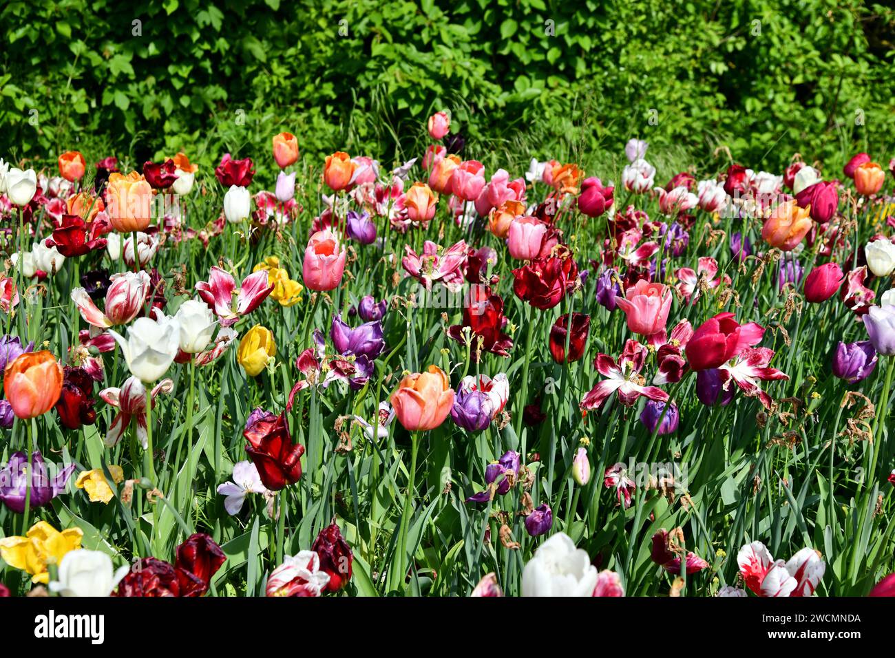 Dead tulips hi-res stock photography and images - Alamy