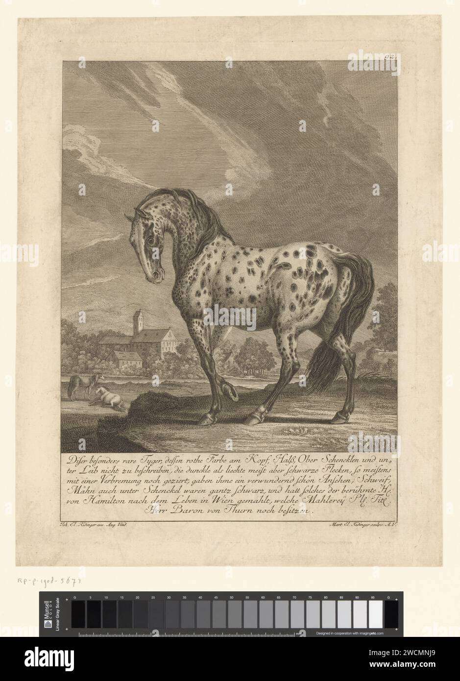 Special Tiger Fout, Martin Elias Ridinger, After Hugh Douglas Hamilton, 1740 - 1780 print ...