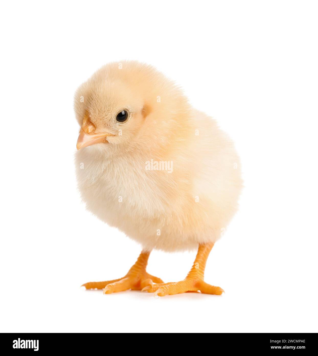 Cute little chick on white background Stock Photo - Alamy
