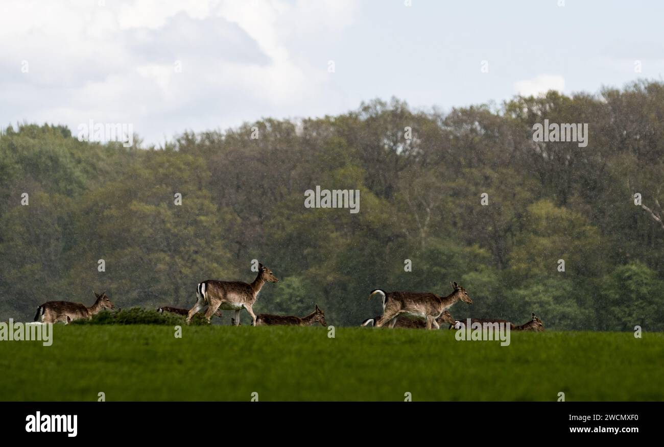 Dyrehaven park copenhagen hi-res stock photography and images - Alamy
