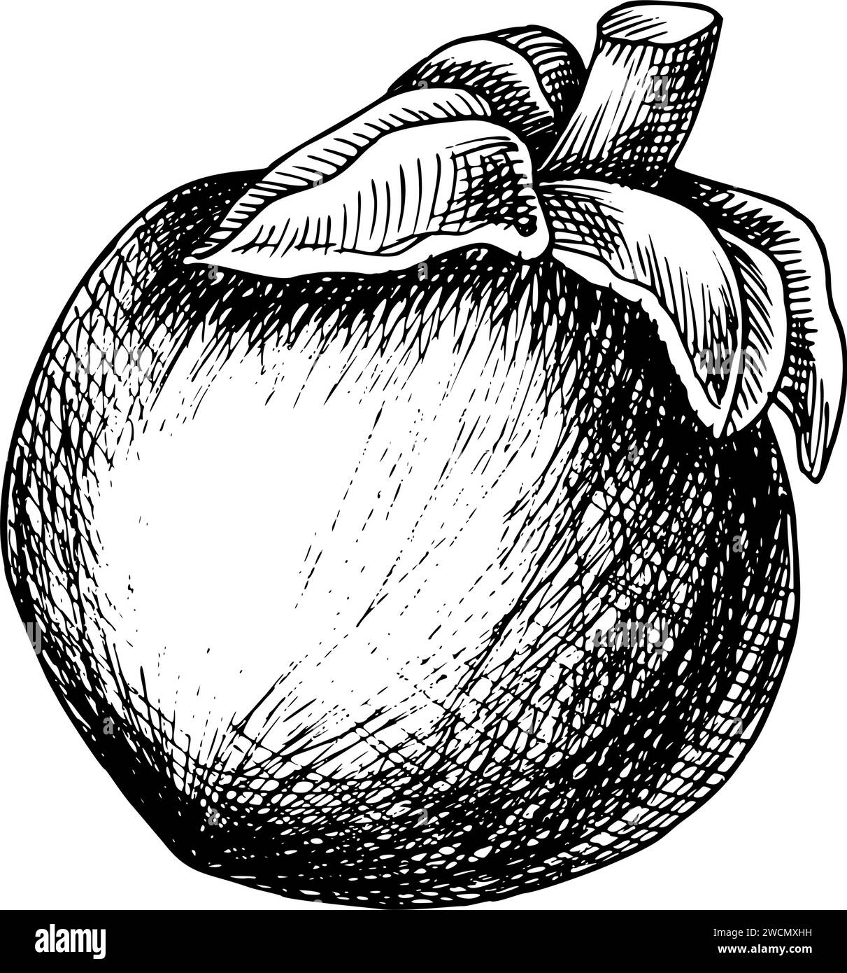 Mangosteen vector illustration. Hand drawn engraving of asian tropical ...