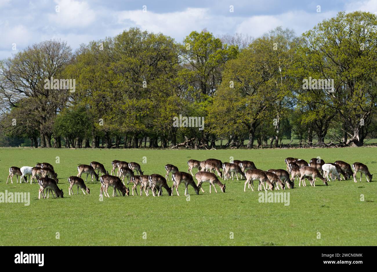 Dyrehaven park copenhagen hi-res stock photography and images - Alamy