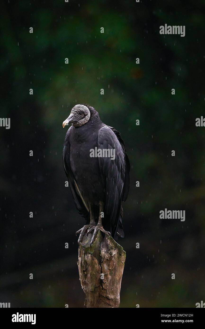 A large avian perched atop a decaying tree stump in a desolate ...