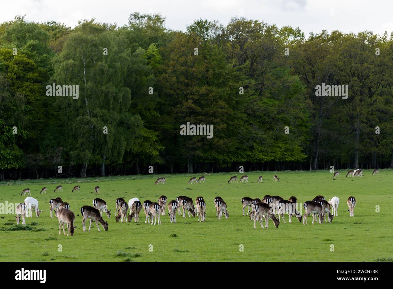 Dyrehaven park copenhagen hi-res stock photography and images - Alamy