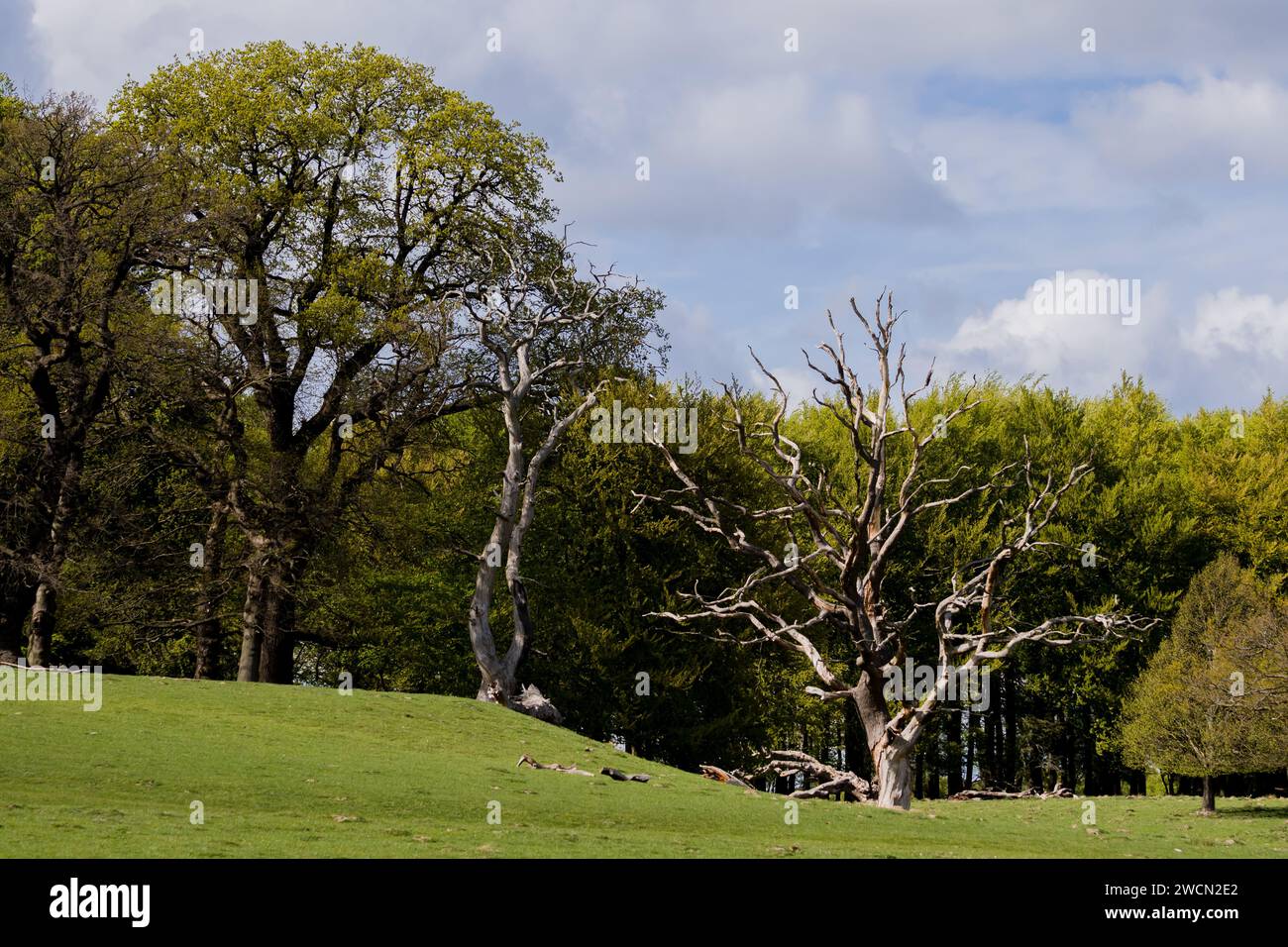 Dyrehaven forest in Spring, Denmark Stock Photo - Alamy