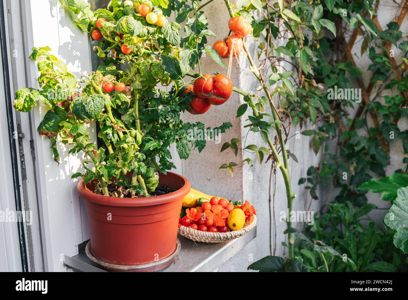 Planting of tomatoes in balcony garden Stock Photo - Alamy