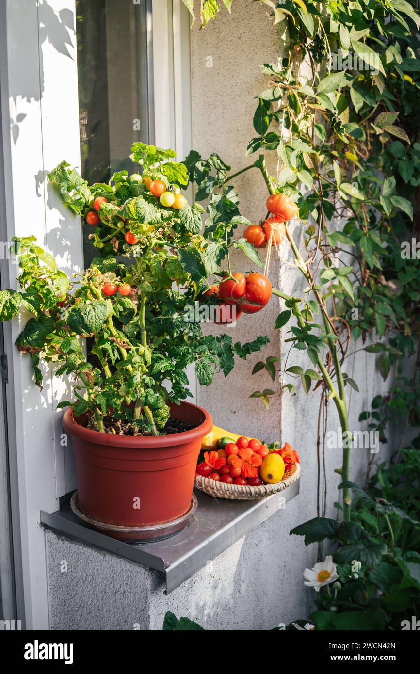 Planting of tomatoes in balcony garden Stock Photo - Alamy