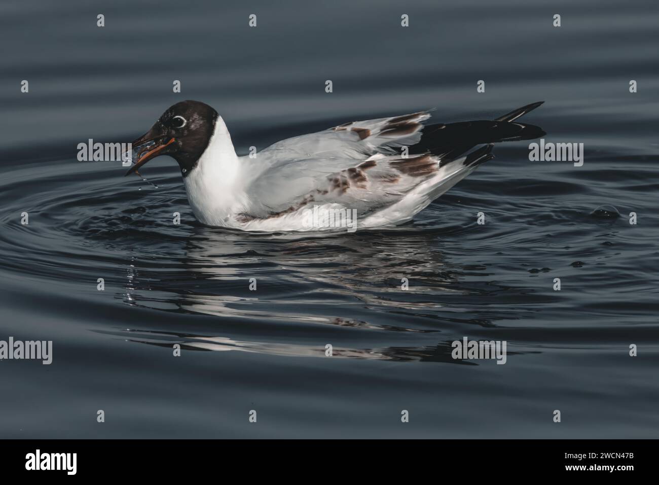 A white and brown duck gracefully glides through the tranquil waters ...