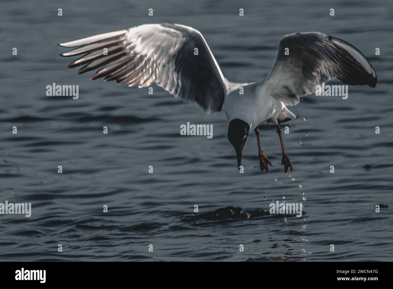 A white seagull perched atop a gray rock stretching its wings out ...