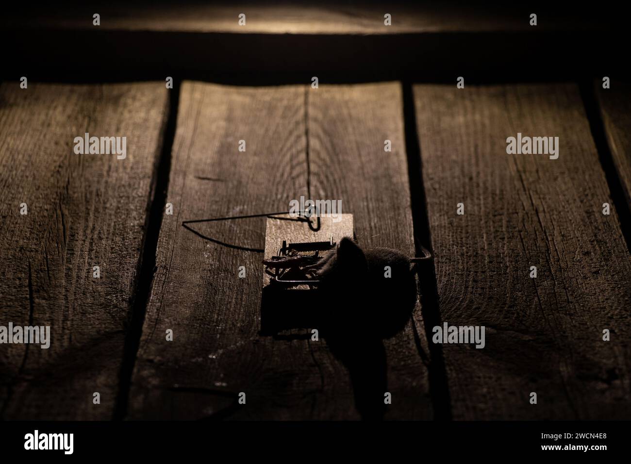 Dead mouse in a mousetrap on the floor at home, mousetrap and mouse ...