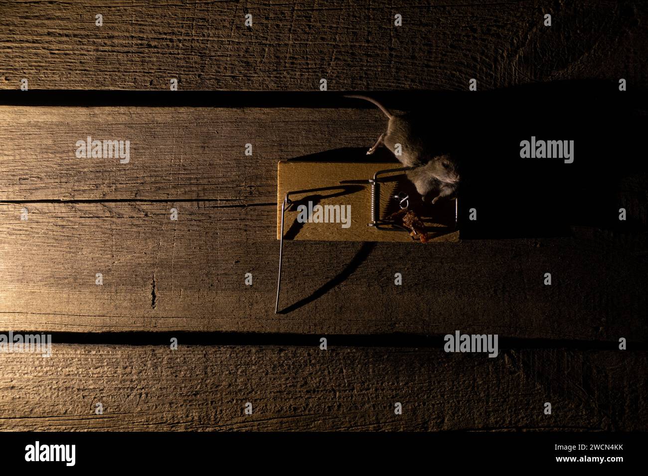 Dead mouse in a mousetrap on the floor at home, mousetrap and mouse ...