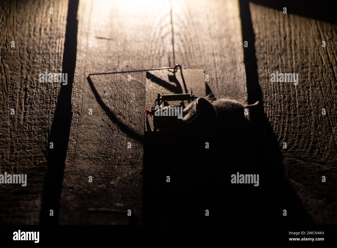 Dead mouse in a mousetrap on the floor at home, mousetrap and mouse ...