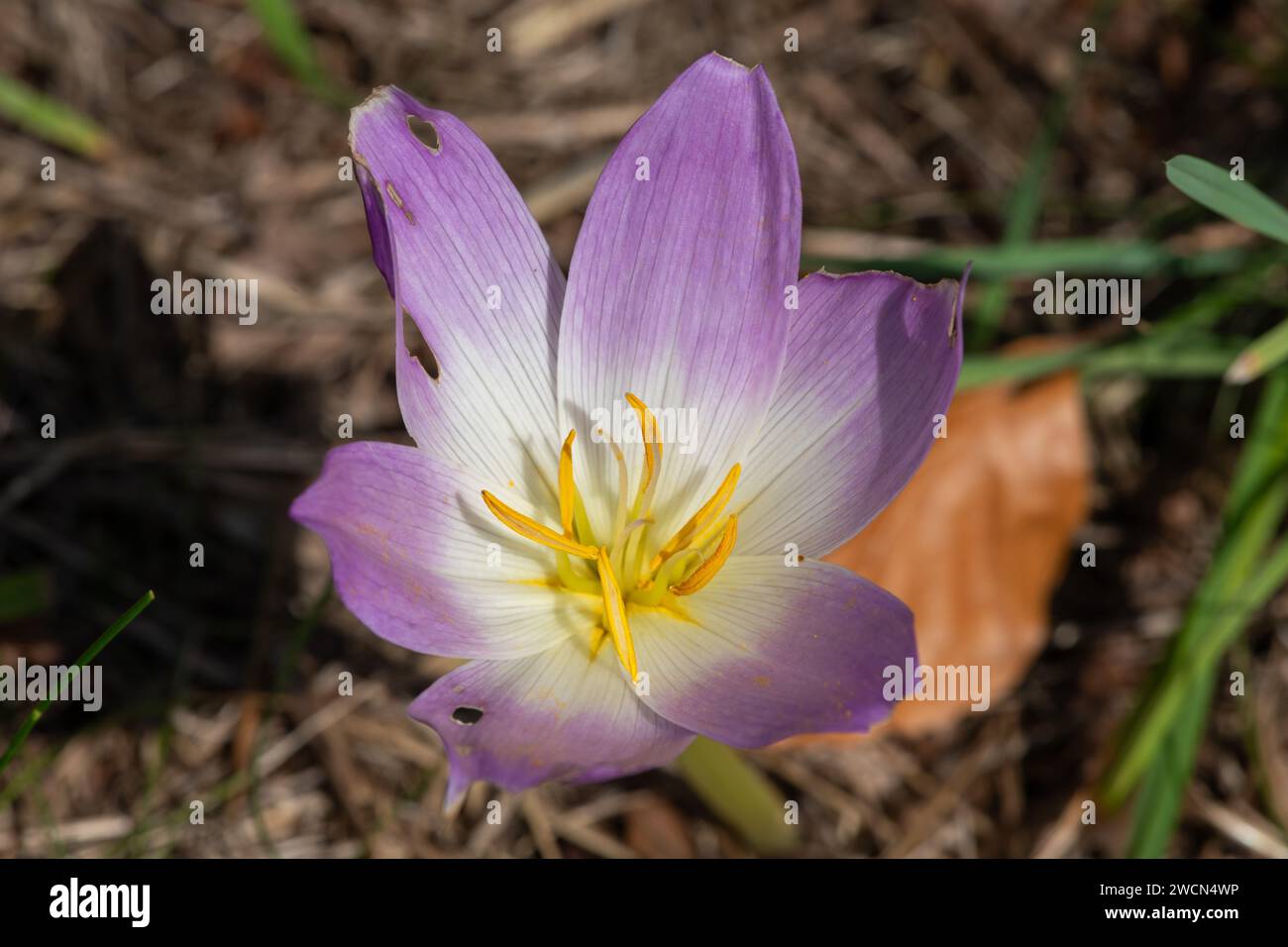 Close up of an autumn crocus (colchium autumnale) flower in bloom Stock ...